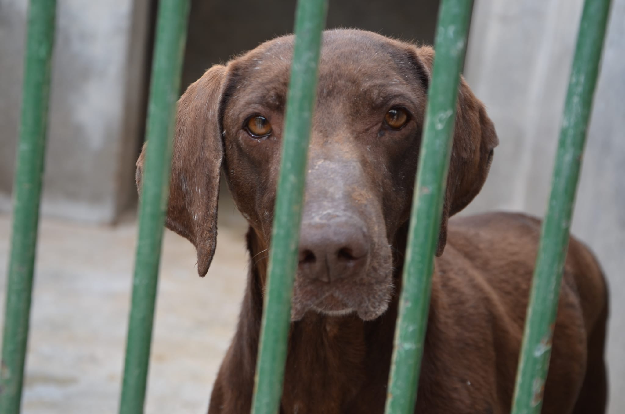 Update Neyla - Fellnasen Stuttgart e.V.